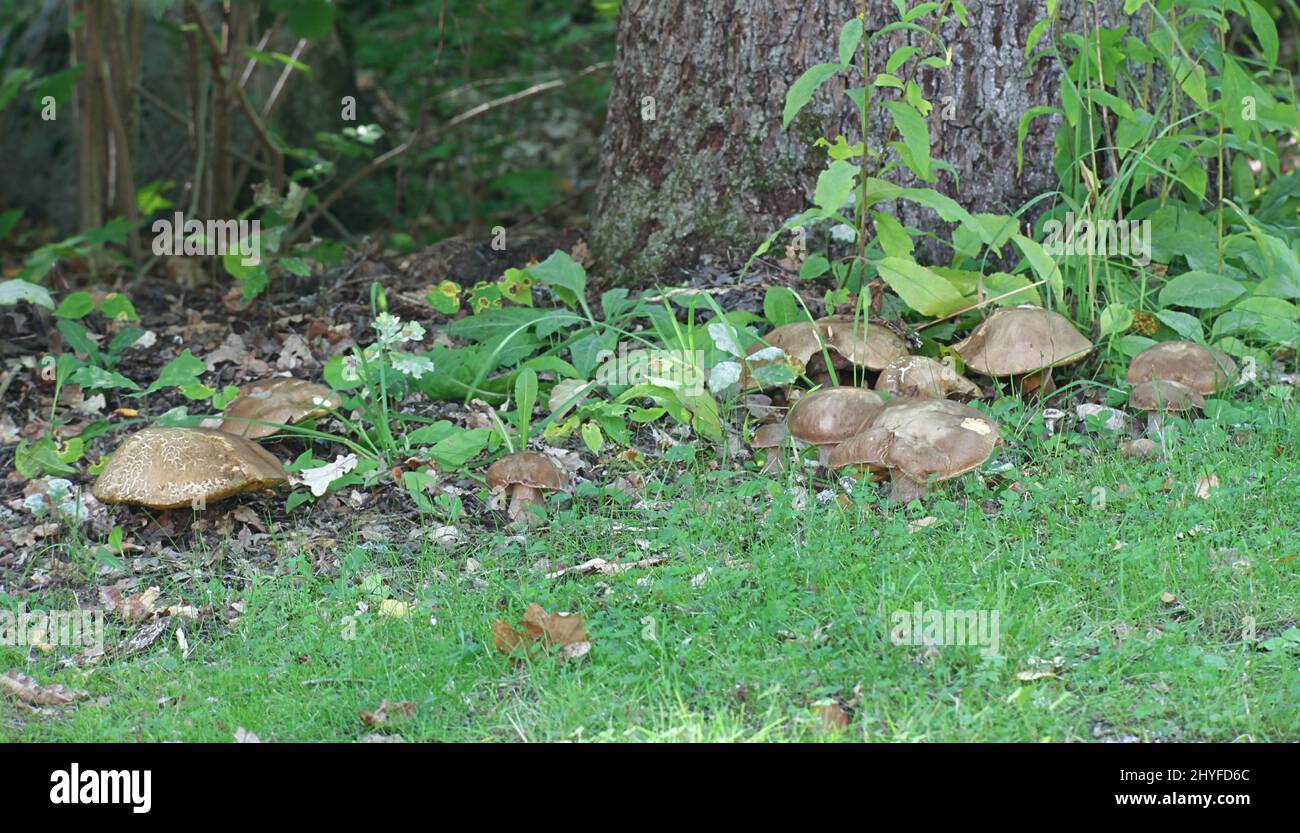 Boletus aestivalis, also called Boletus reticulatus, Summer Cep or ...