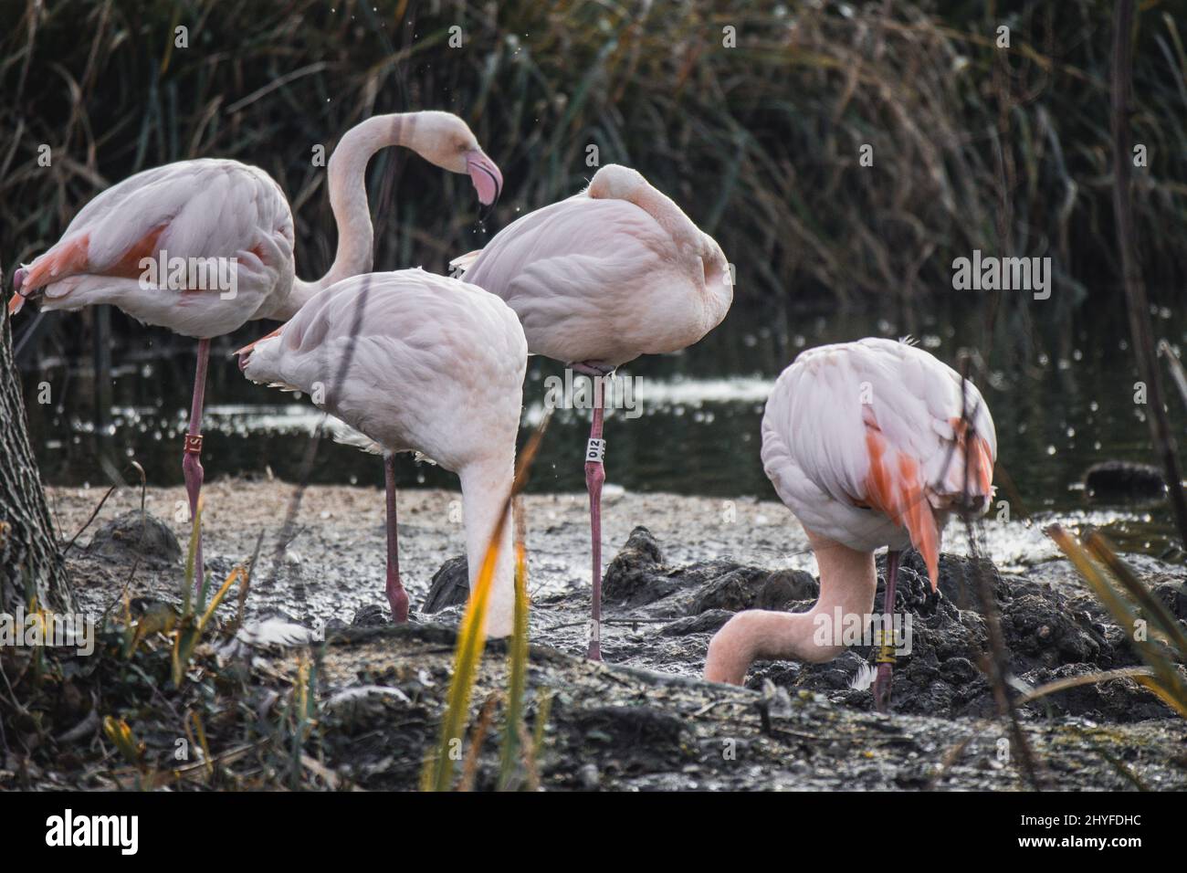 Beautiful shot flock flamingos hi-res stock photography and images - Alamy