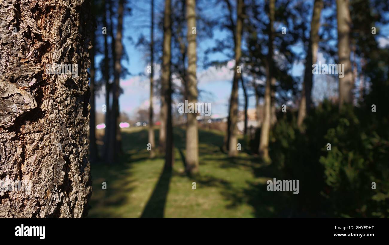 Beautiful shot of high trees in a parl Stock Photo - Alamy