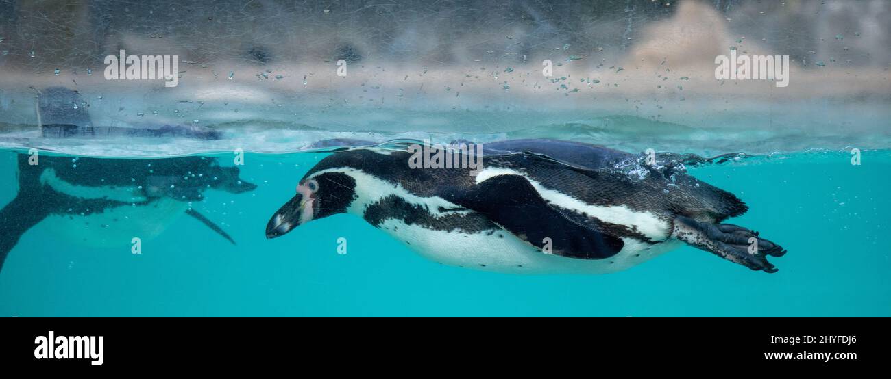 Penguin swimming in a ocean Stock Photo - Alamy