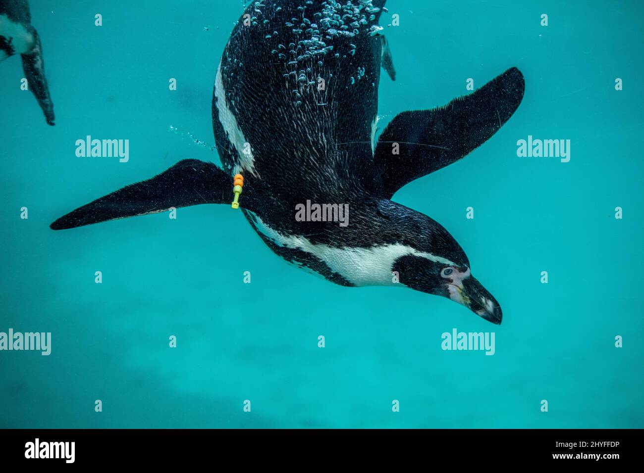 Penguin swimming in a ocean Stock Photo - Alamy