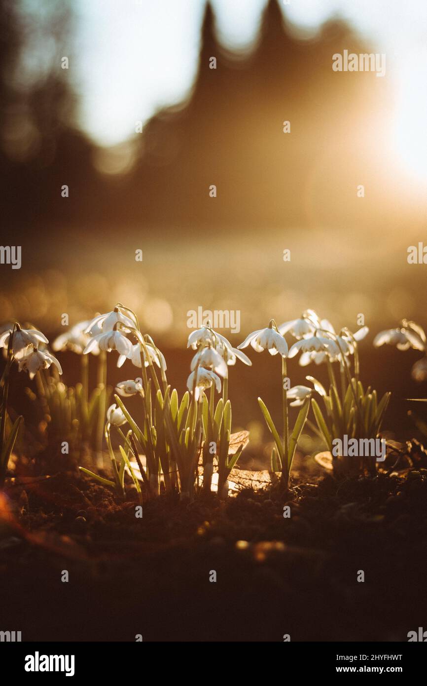 Vertical shot of spring white flowers growing on the ground Stock Photo ...