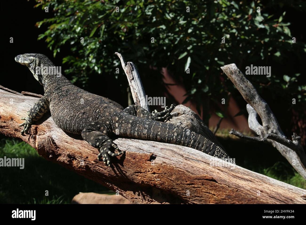 Lonely monitor lizard laying on a huge wooden stick Stock Photo - Alamy