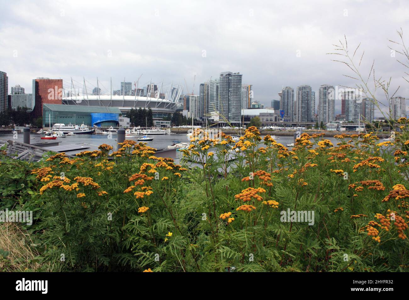 Yellow wild flowers with buildings in the background in Vancouver ...