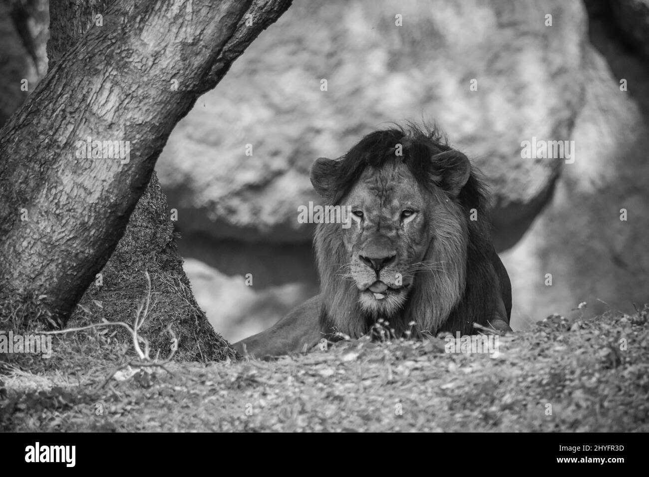 Grayscale shot of a lion under the tree Stock Photo - Alamy
