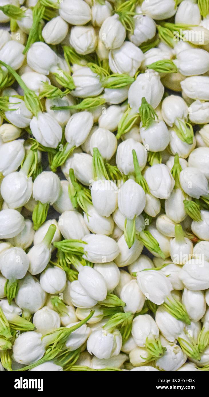 Top view of many white budded jasmine flowers Stock Photo - Alamy