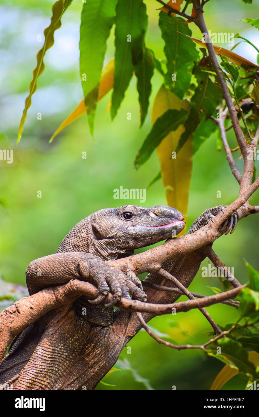 Vertical shot of a Monitor lizard on a tree branch Stock Photo - Alamy