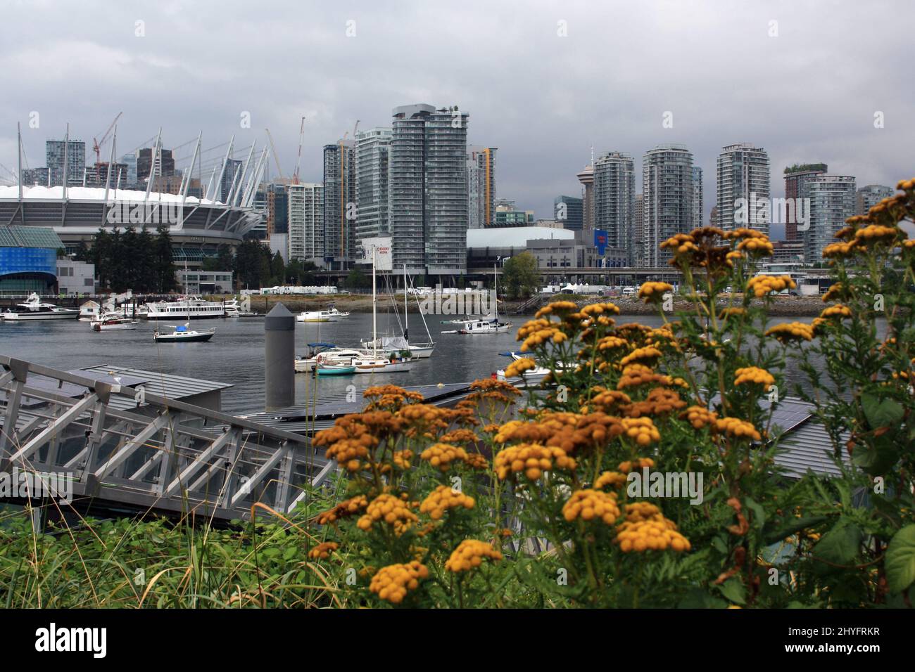 Yellow wild flowers with buildings in the background in Vancouver ...