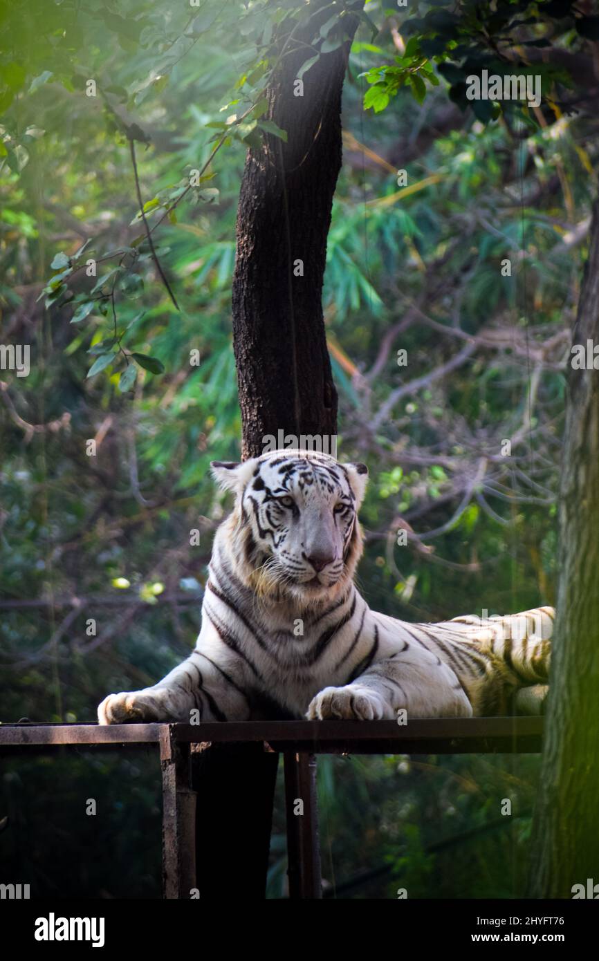 Vertical shot white tiger hi-res stock photography and images - Alamy