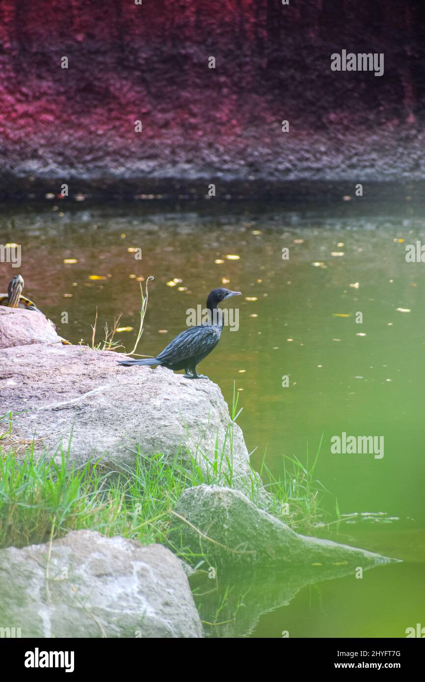 Vertical shot of a cormorant standing on a rock next to the lake Stock ...