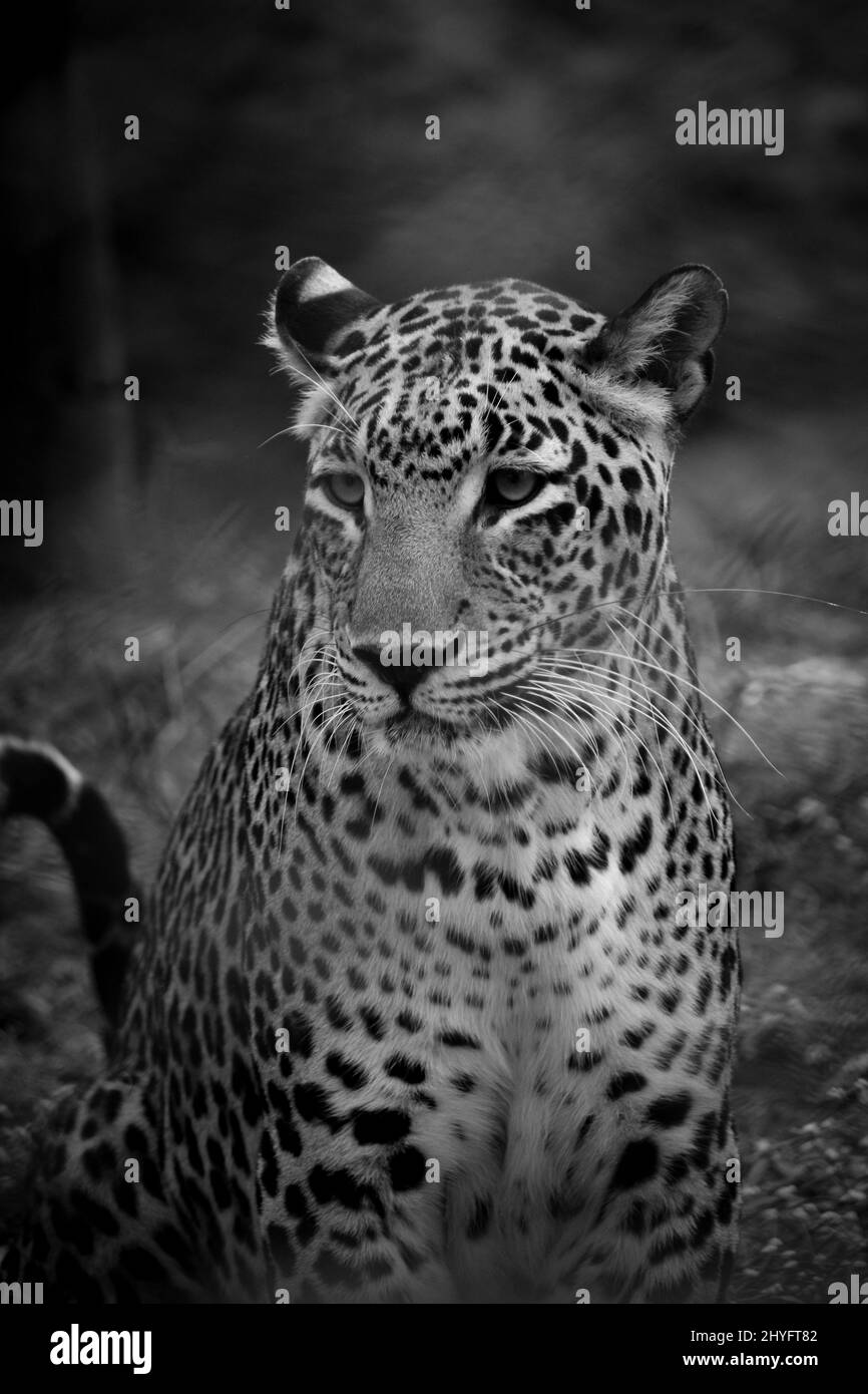 Vertical grayscale shot of a leopard with a tongue out Stock Photo - Alamy