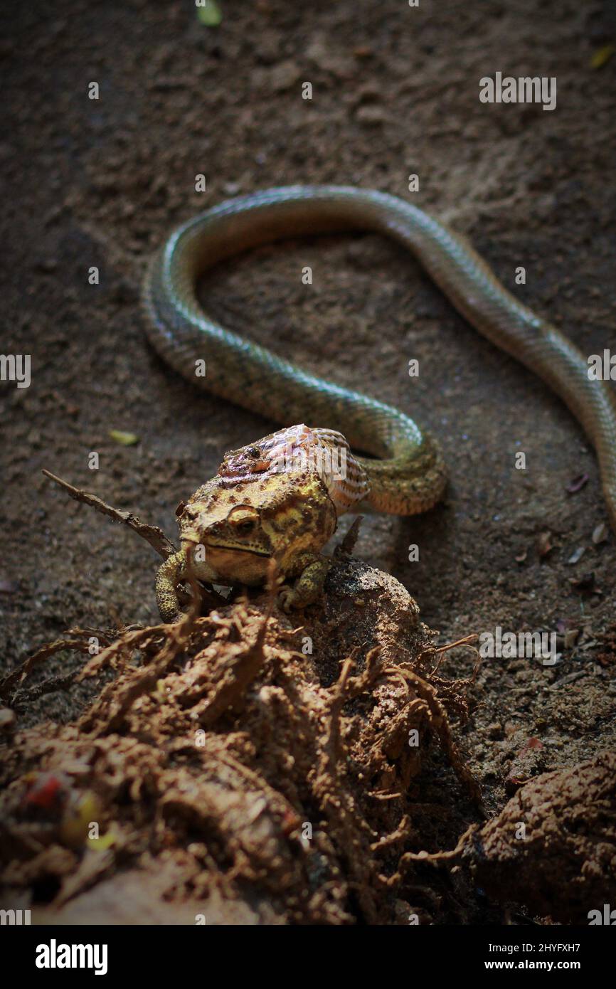 Shallow focus shot of a snake eating a toad Stock Photo - Alamy