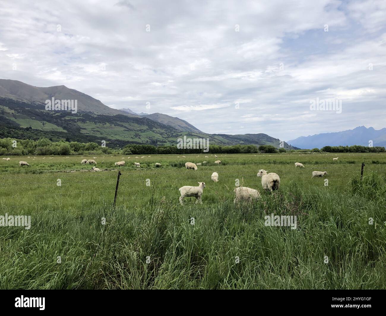 Beautiful landscape view of Charollais sheep grazing in the green grass ...
