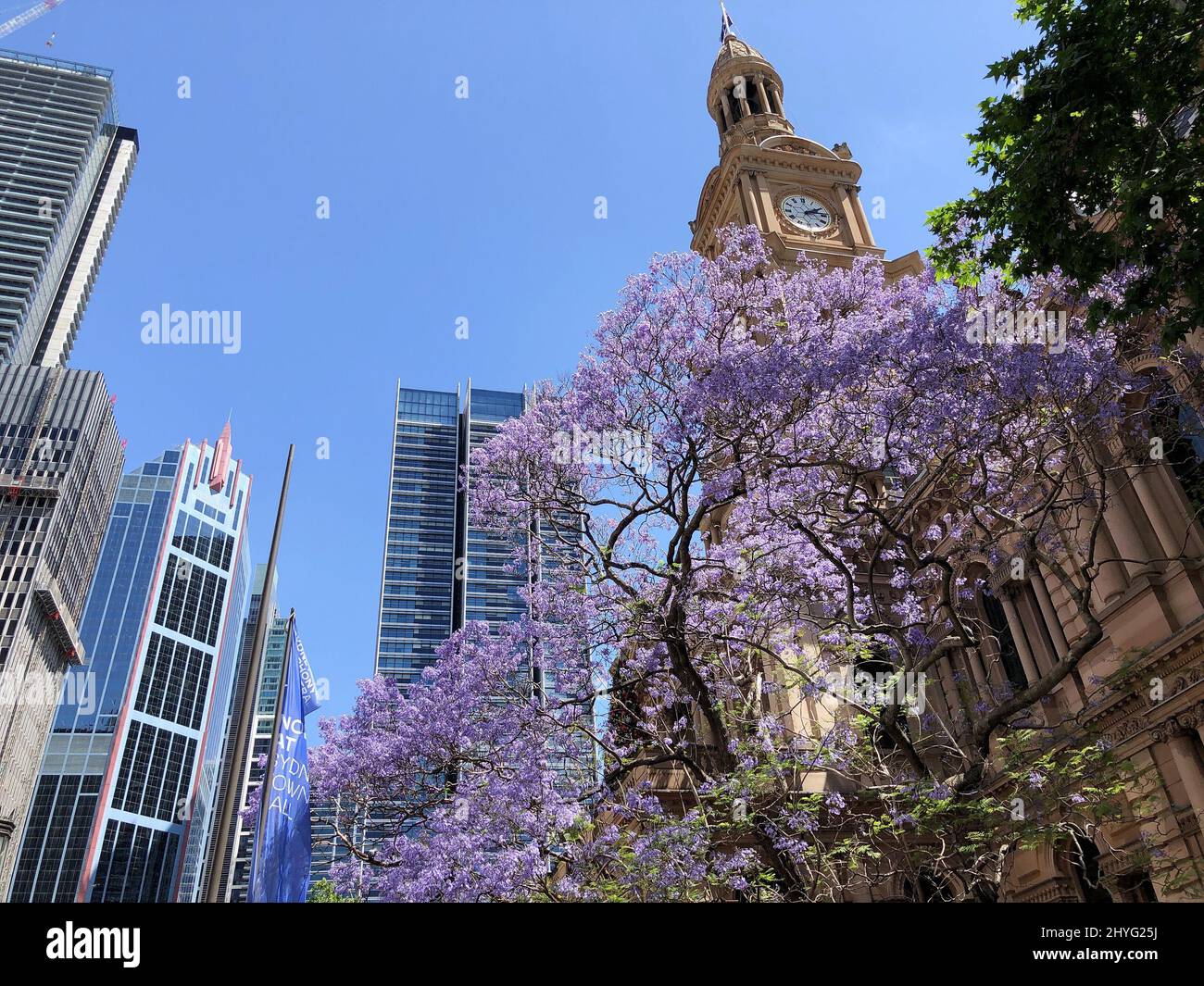 Low angle shot of the exterior of Sydney Town Hall and Blue Jacaranda ...