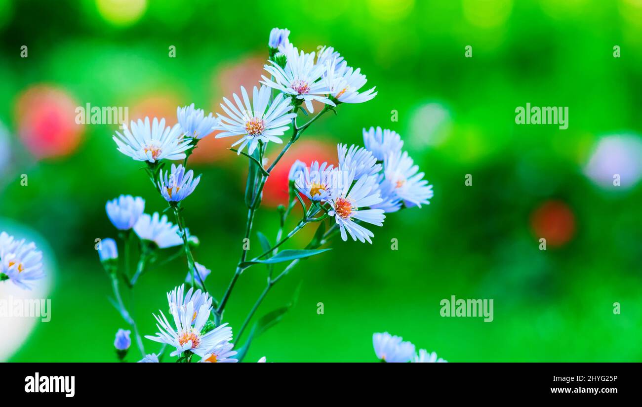 Selective focus shot of a bunch of fresh white Symphyotrichum flowers ...