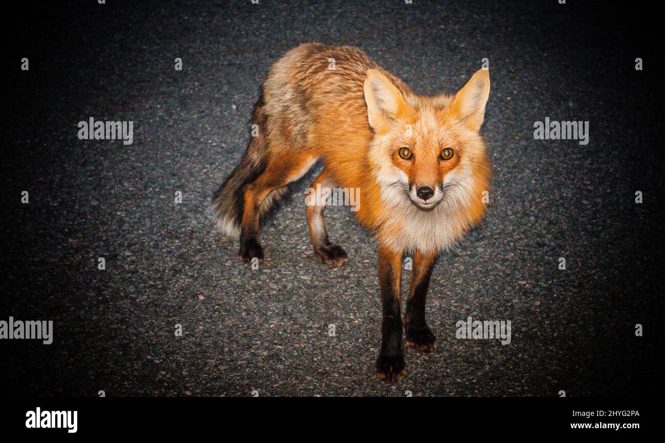 Closeup of a fox standing on the dark ground Stock Photo - Alamy