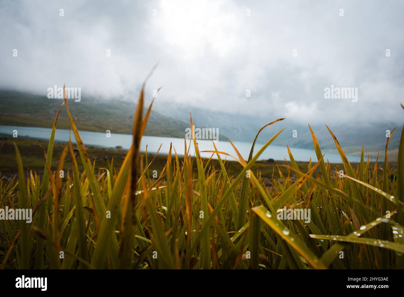 Grasses growing beside Alpine High Altitude glacial lake called Gangbal ...