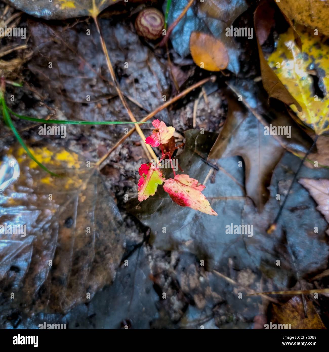 Wet autumn leaves in the muddy forest Stock Photo - Alamy