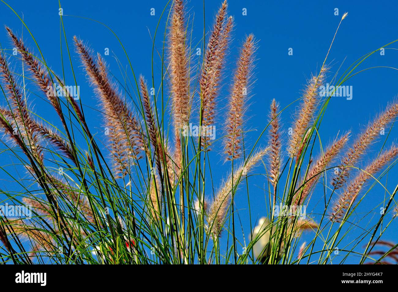 Closeup of a bunch of wild grasses against a blue sky background Stock ...