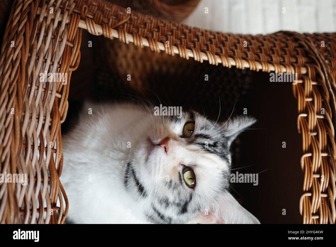 Tabby cat sitting inside the wooden cat basket Stock Photo - Alamy