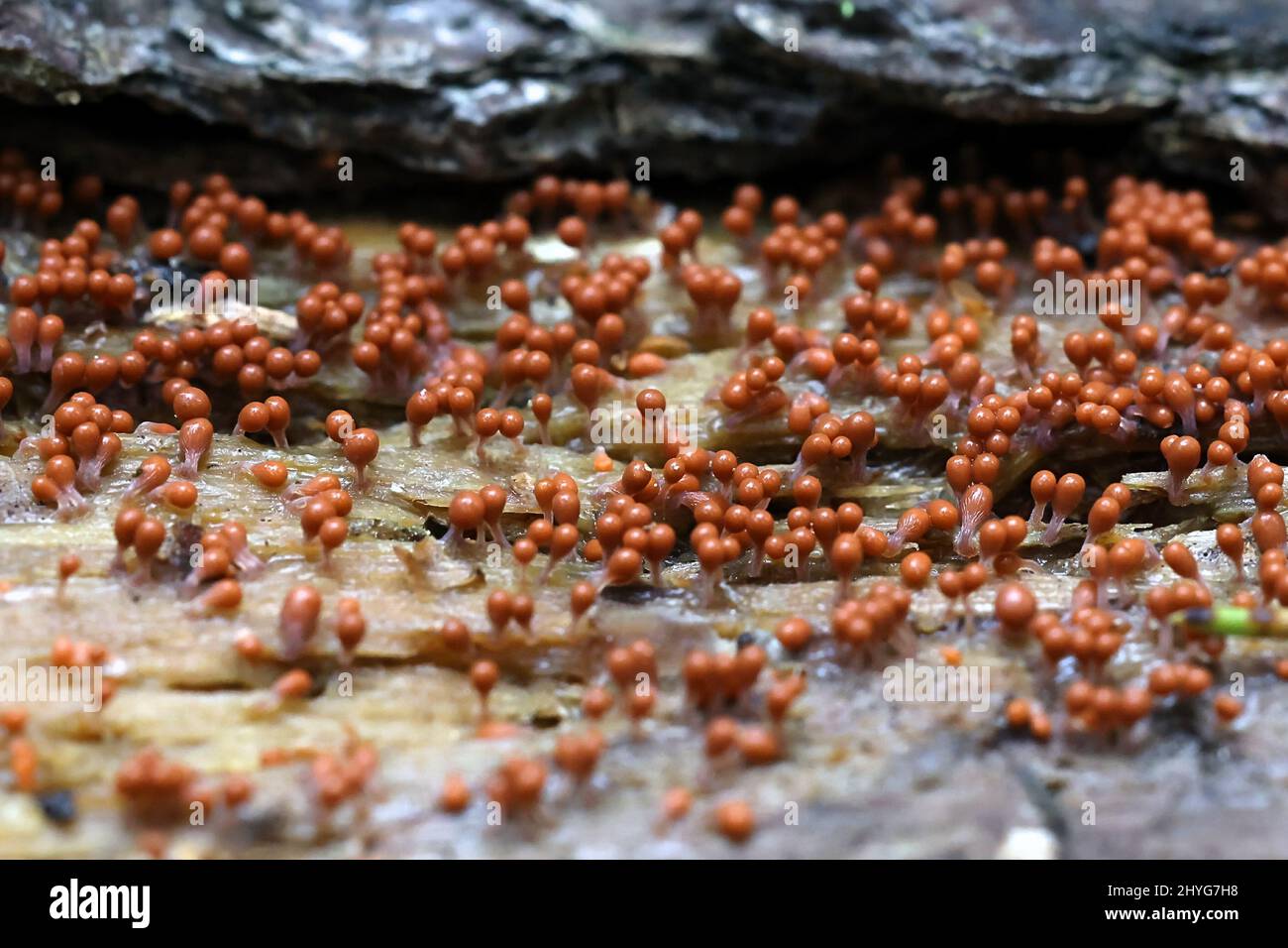 Trichia decipiens, a slime mold of the family Trichiaceae, no common ...