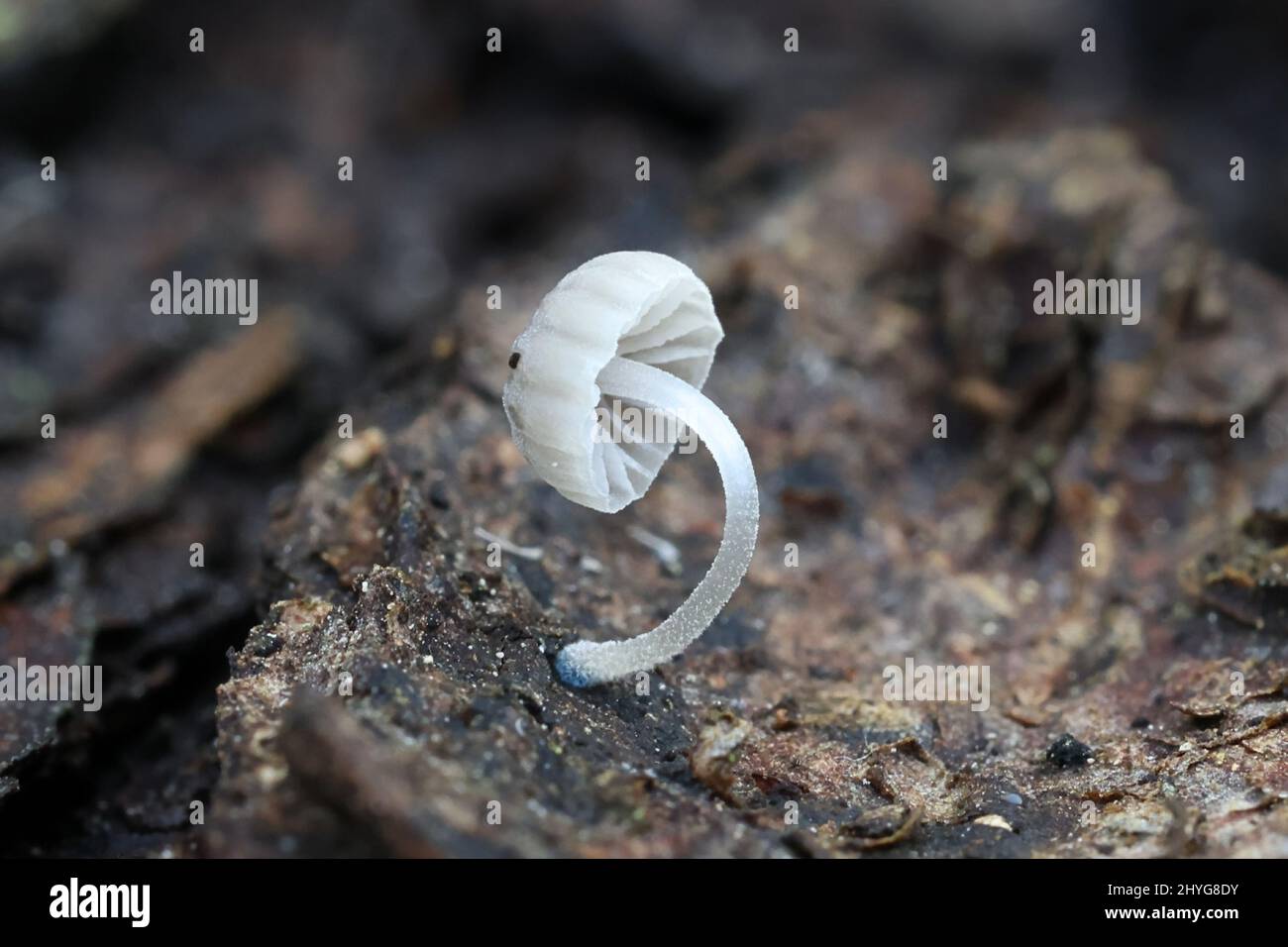Mycena cyanorrhiza, known as blue-footed mycena, wild mushroom from ...