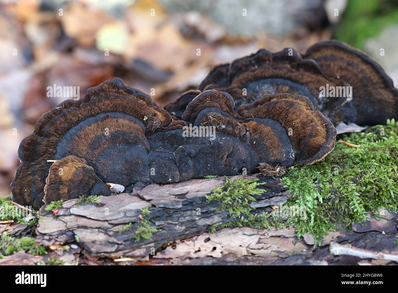 Ischnoderma benzoinum hi-res stock photography and images - Alamy