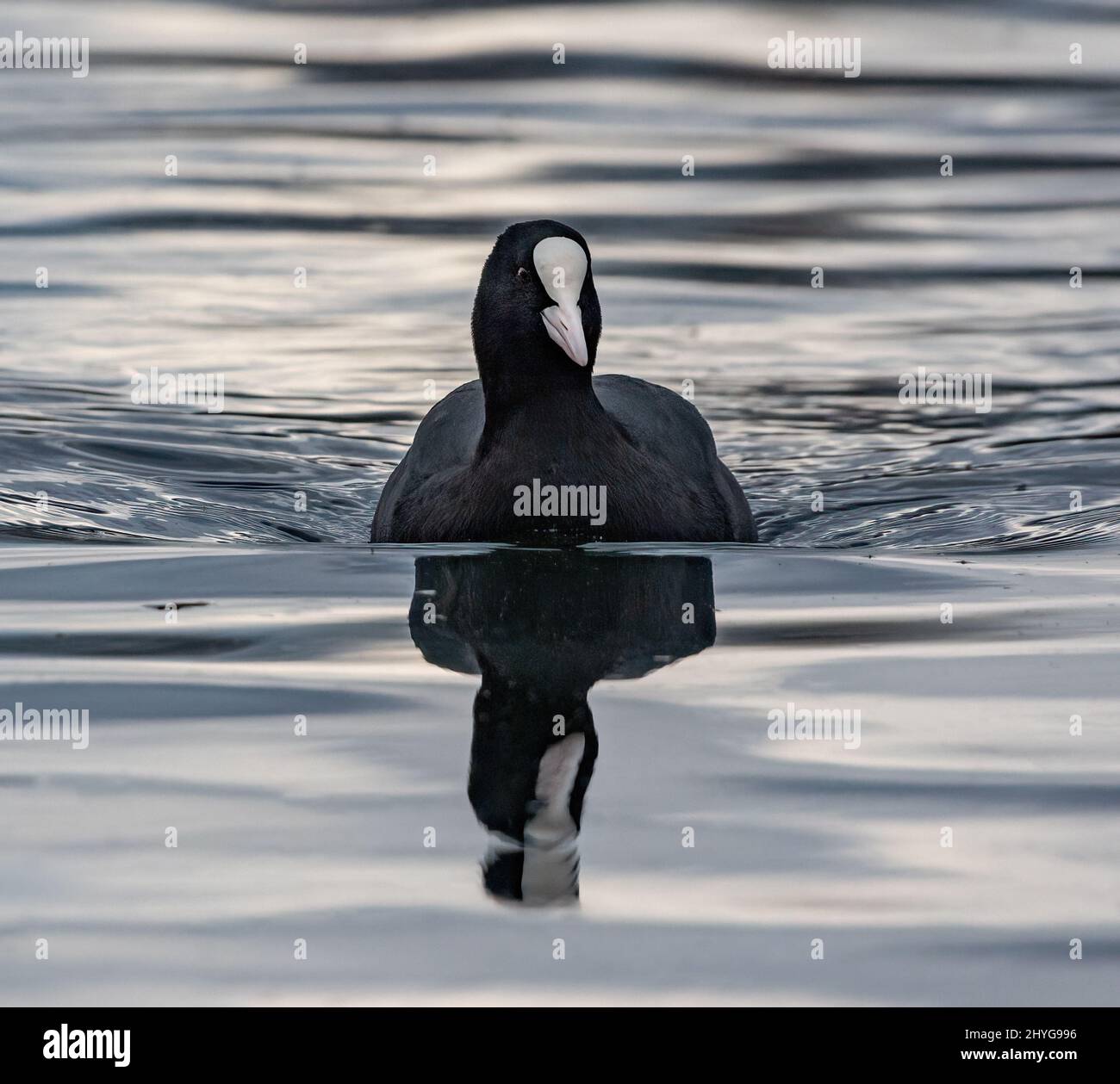 Selective focus shot of coot with reflection floating in water Stock ...