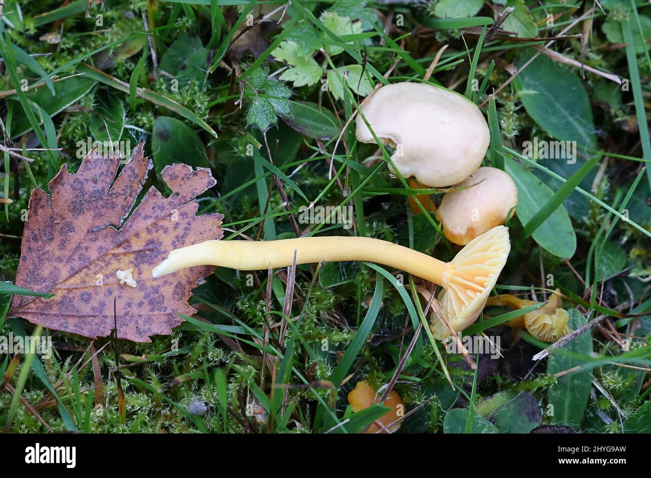 Hygrocybe mucronella, commonly known as bitter waxcap, wild mushroom ...