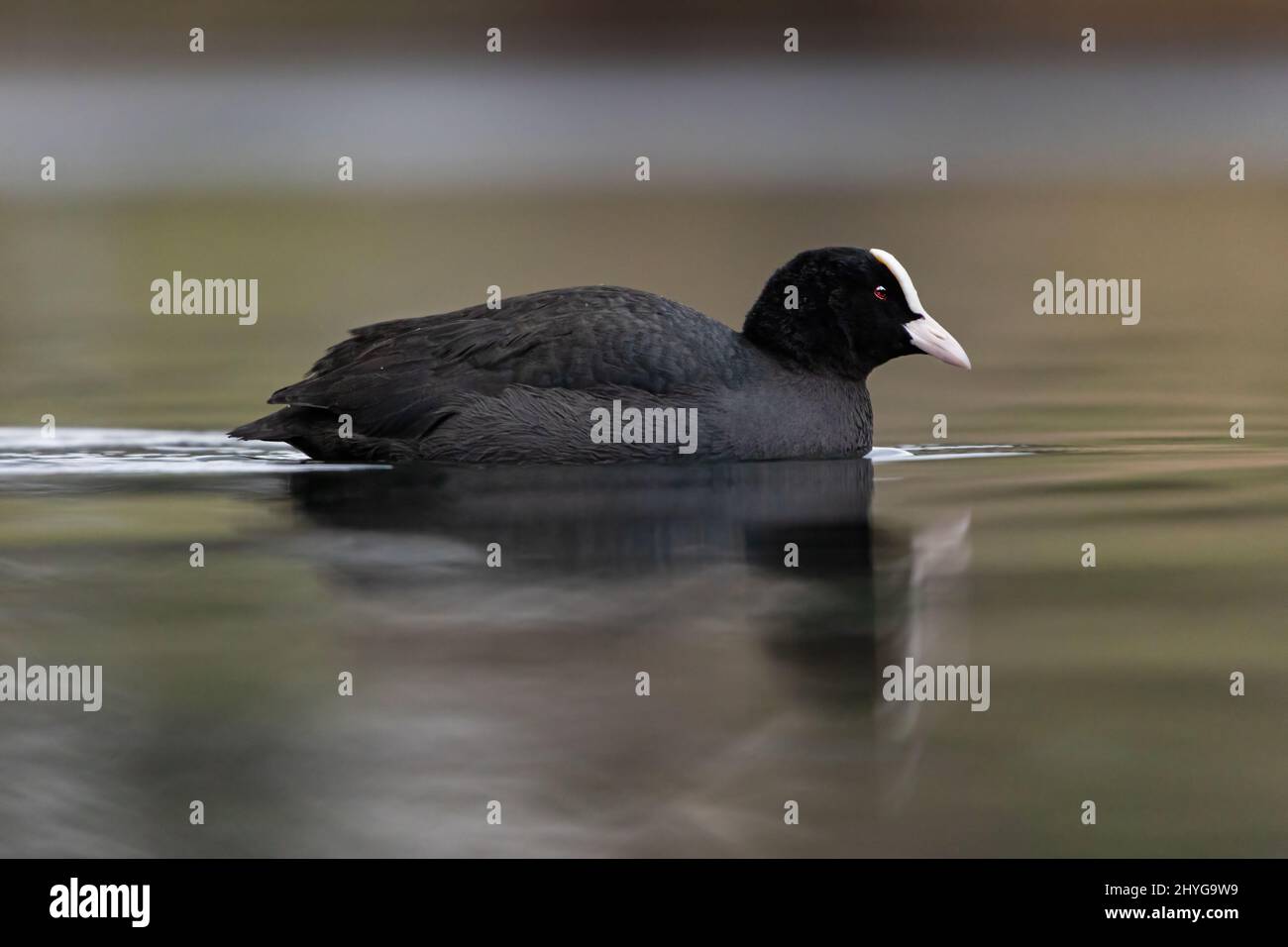Selective focus shot of coot with reflection floating in water Stock ...