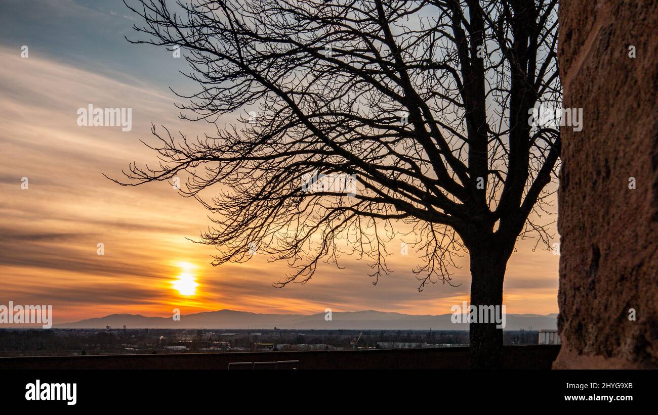 Silhouette of a leafless tree at scenic sunset Stock Photo - Alamy