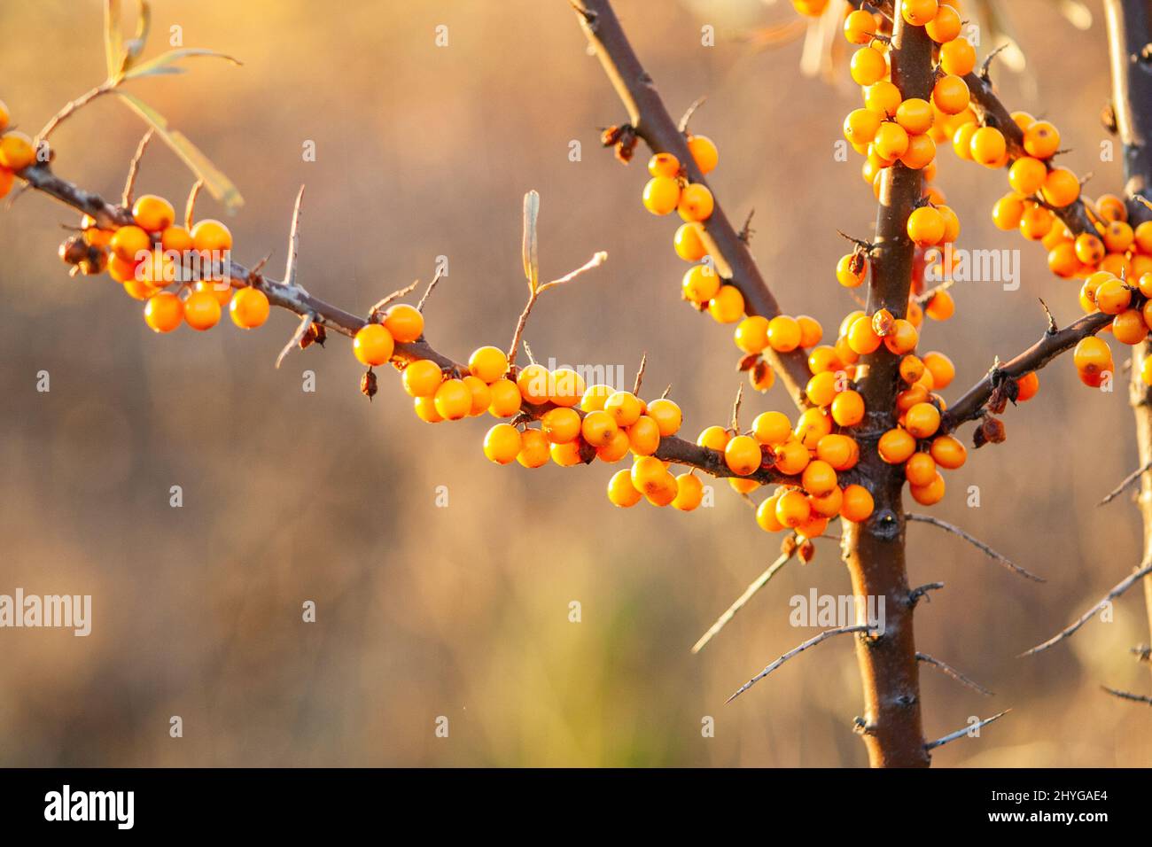Ripe sea buckthorn berries on a branch in the sun Stock Photo - Alamy