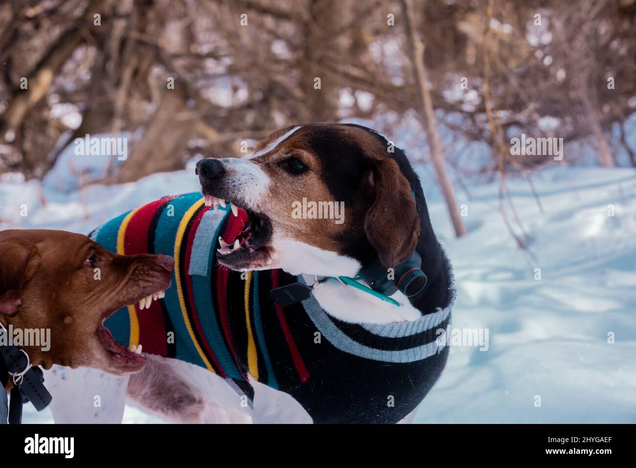 Two dogs barking each other hi-res stock photography and images - Alamy
