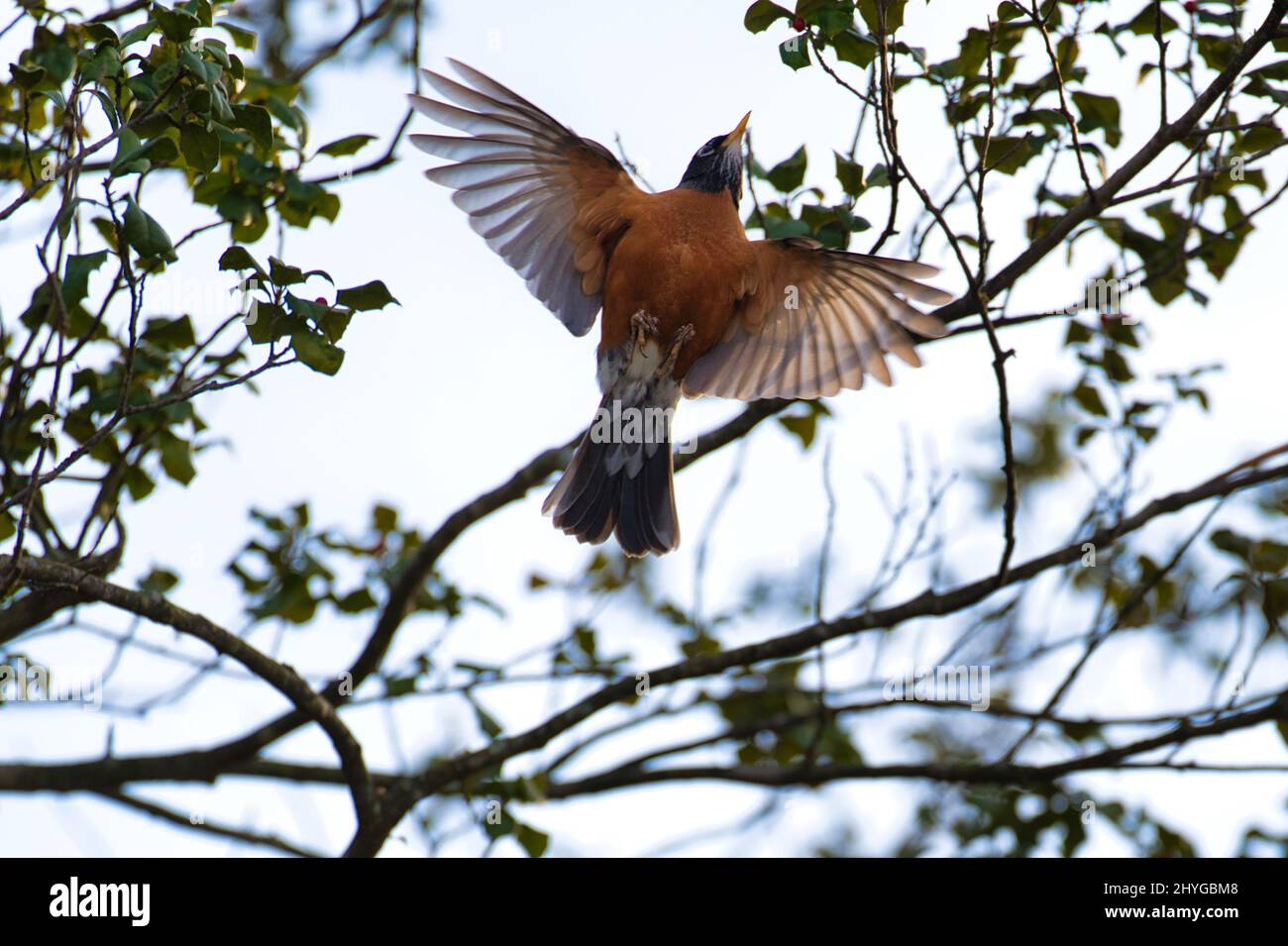 Robin bird flying near the branches of a tree Stock Photo - Alamy