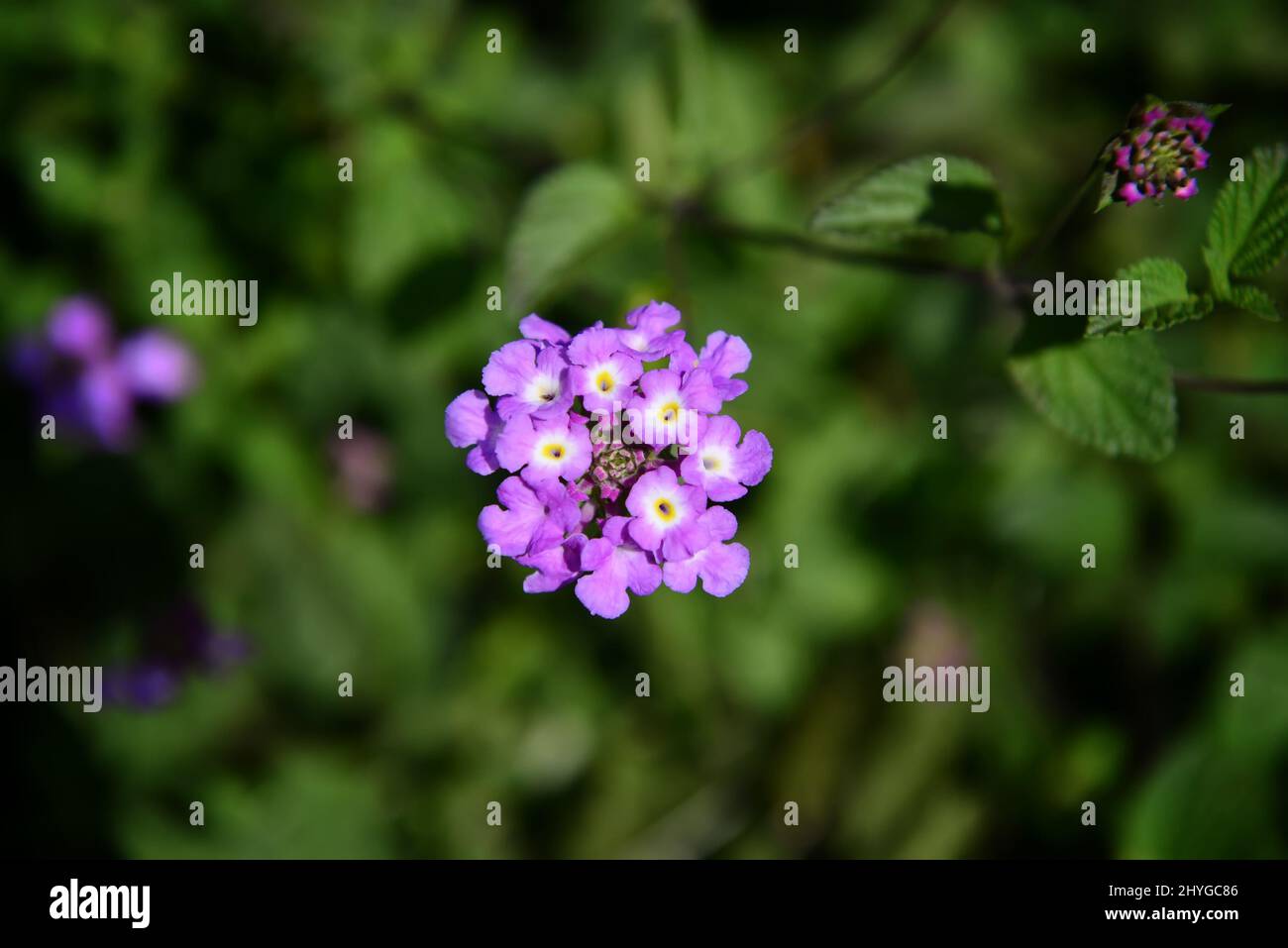 Top view of a blue Lantana flower growing in the garden Stock Photo - Alamy