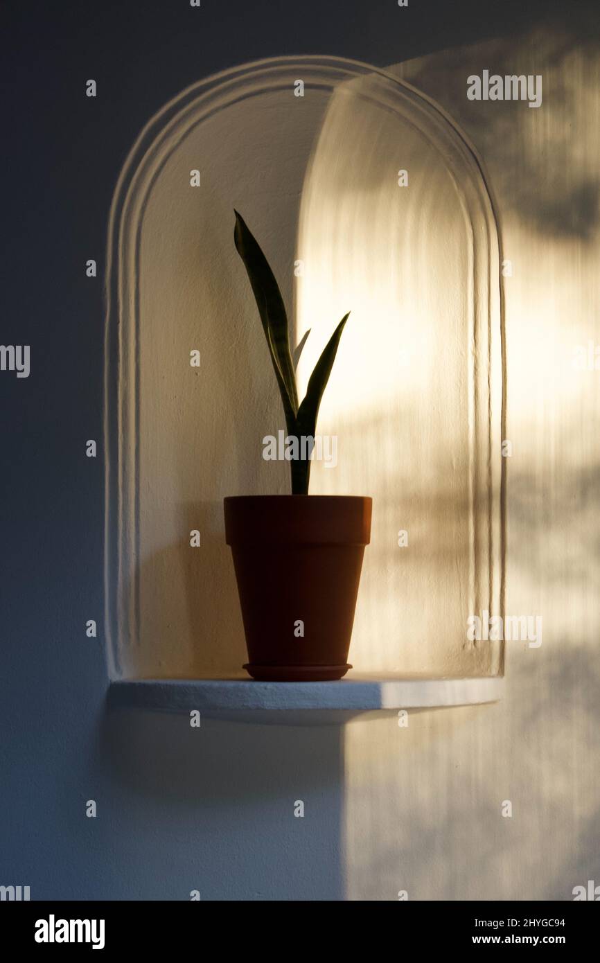 Vertical shot of a flower vase capture in a beam of light Stock Photo ...