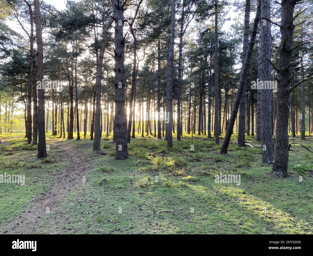 Path in a forest with tall trees Stock Photo - Alamy