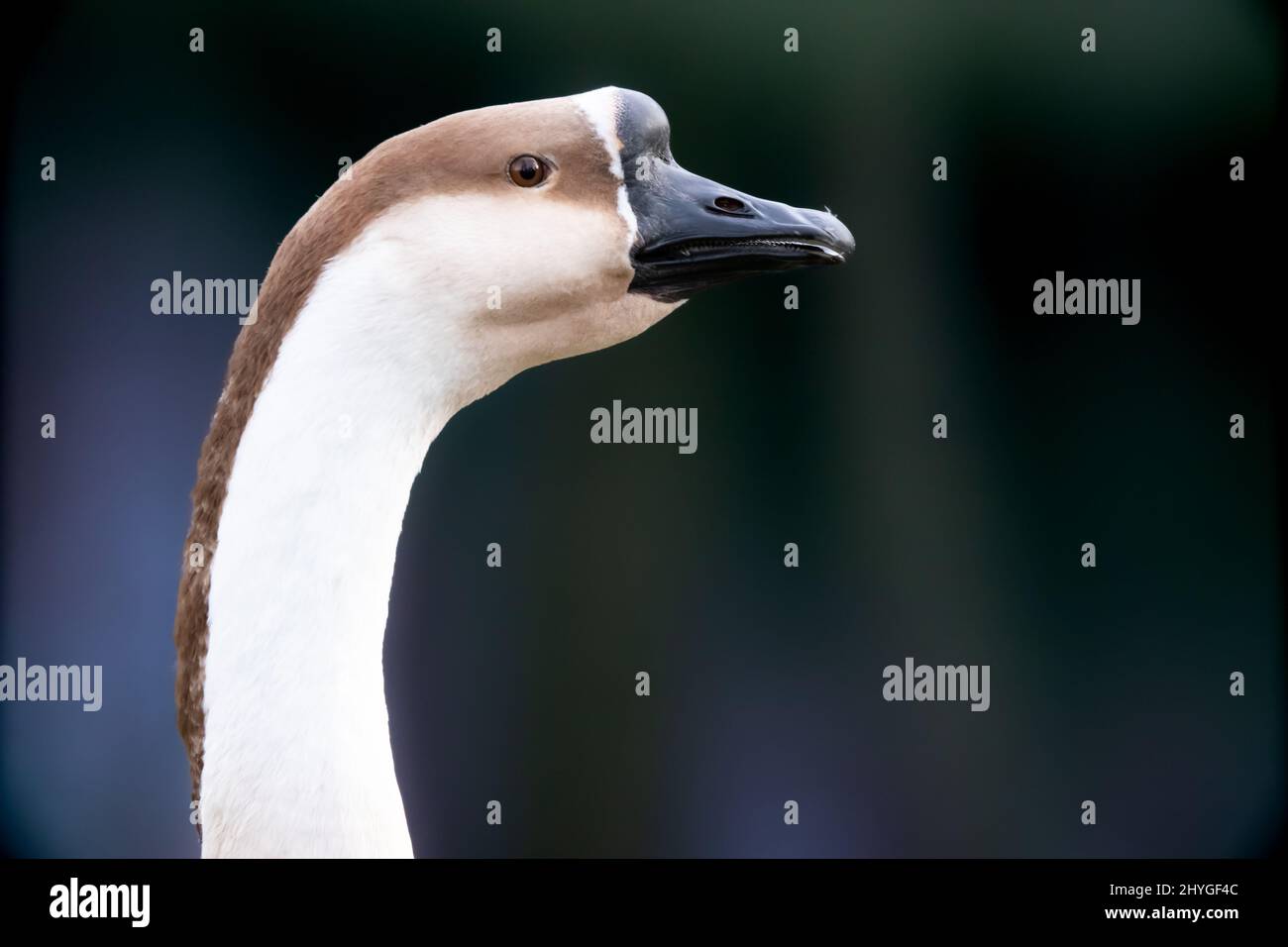 Closeup of a Chinese goose Stock Photo - Alamy