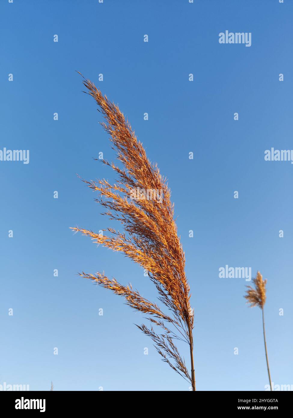 Vertical shot of dried reed flower in a field against a clear blue sky ...