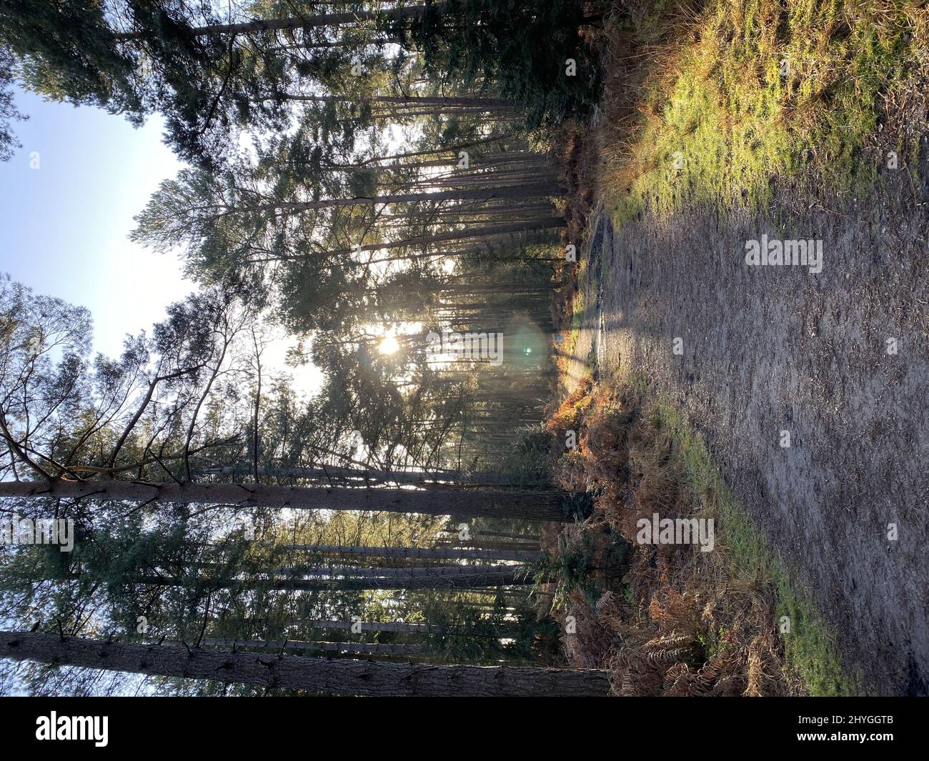 Path in a forest with tall trees Stock Photo - Alamy