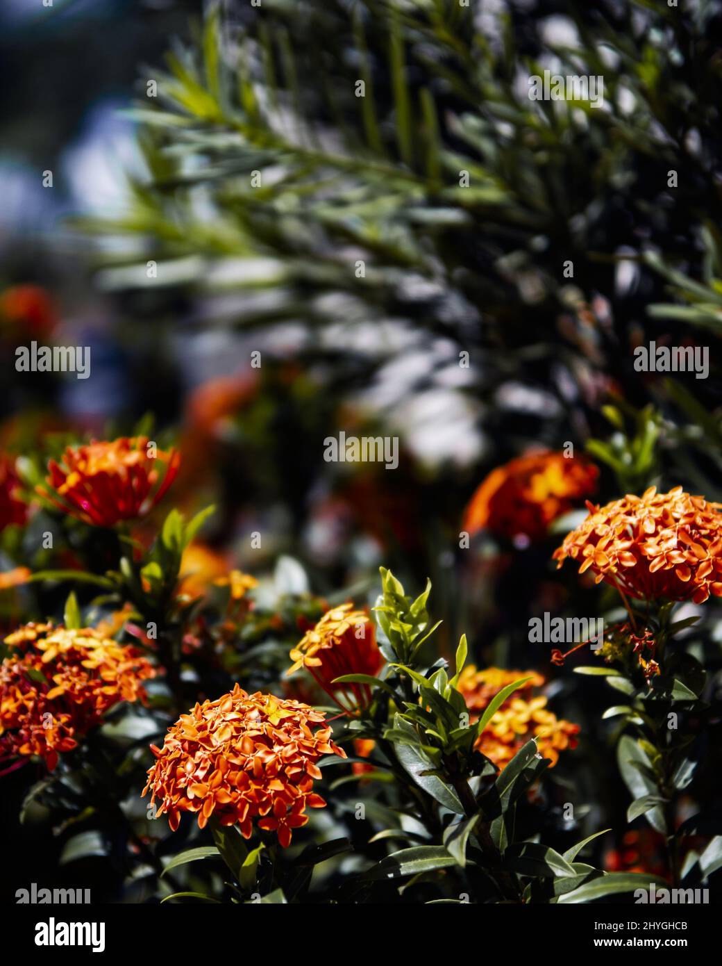 Marigold flowers backdrop hi-res stock photography and images - Alamy
