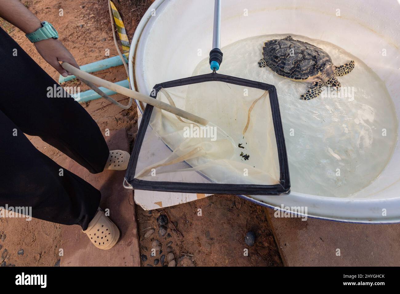 Phuket, Thailand. 22nd Jan, 2022. Conservation worker adds fresh water ...
