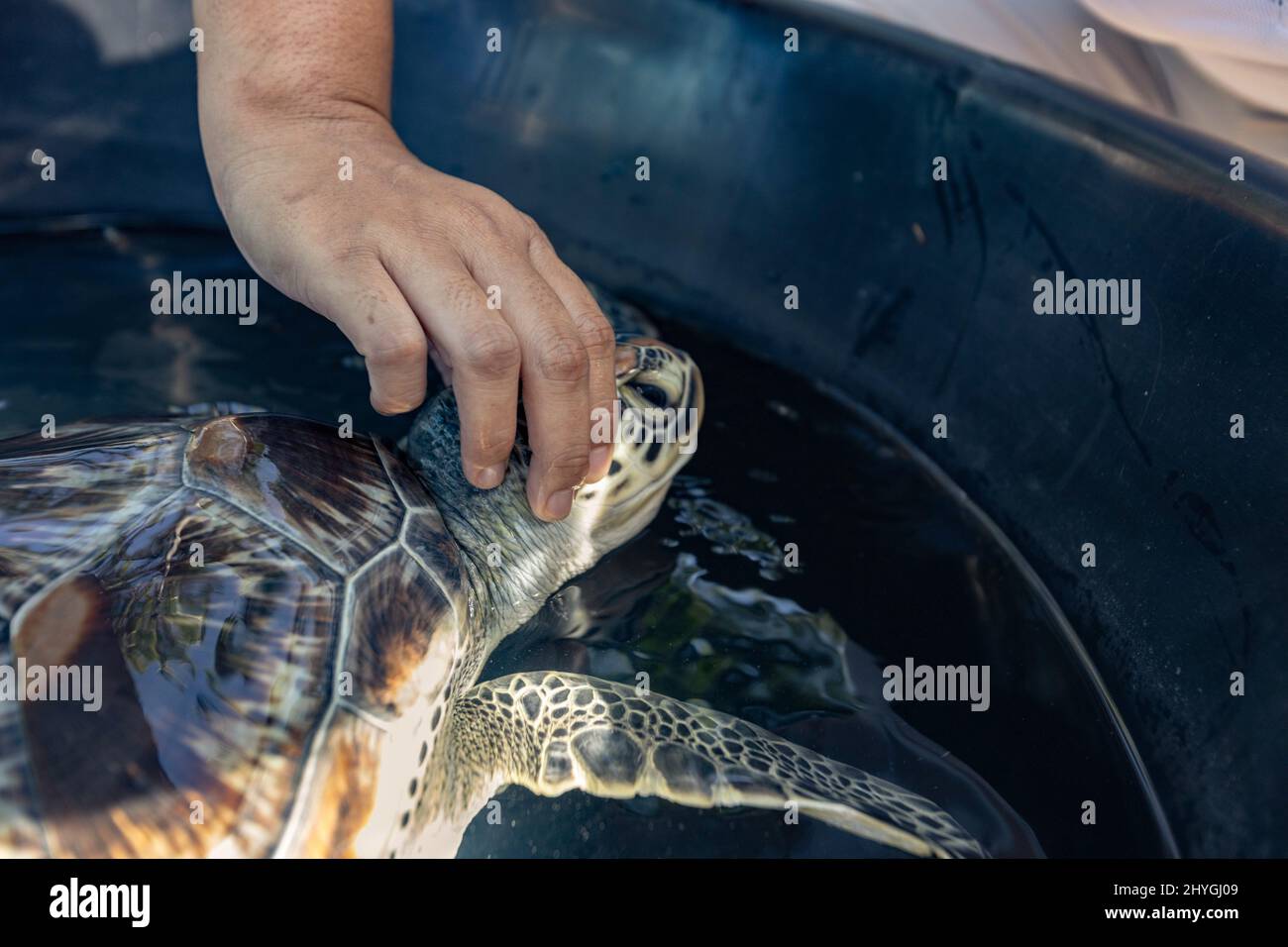 Maikhao turtle conservation center hi-res stock photography and images ...