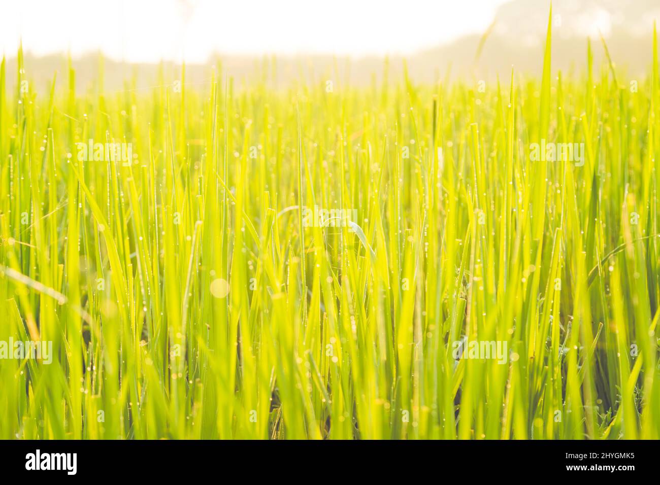 Green wheat field with morning light background Stock Photo - Alamy