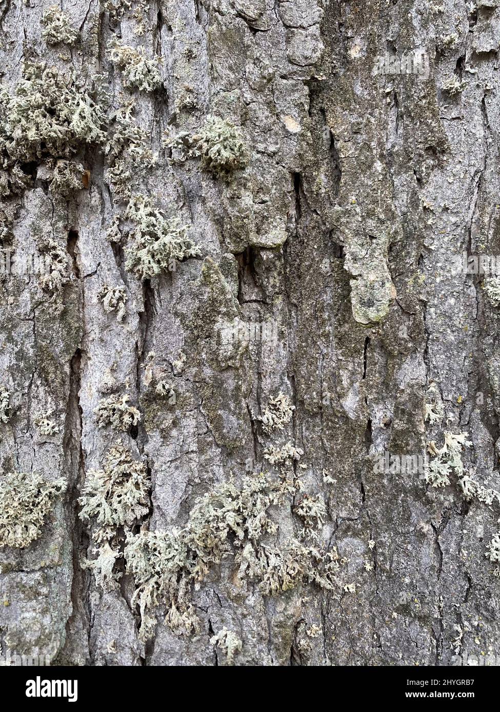 Vertical closeup of lichen on the bark of the tree Stock Photo - Alamy