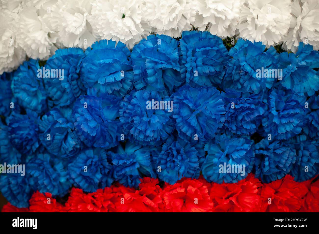 Flag of Russia is made of flowers. White, blue and red. Artificial ...