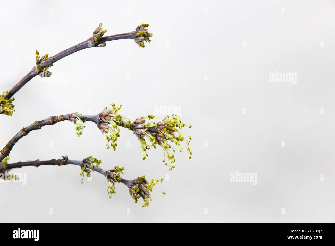 Flowering twigs of boxelder maple with semi-blossomed leaves on a white ...