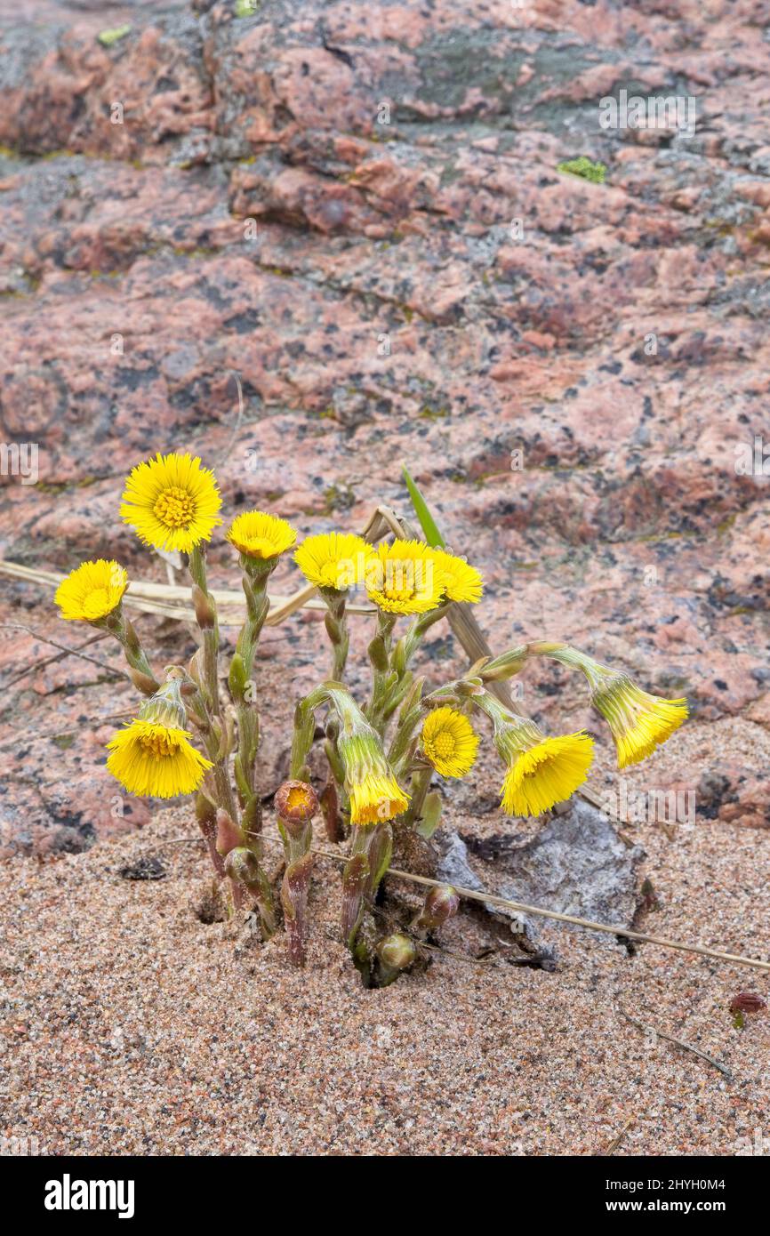 Yellow flowers on a sandy beach Stock Photo - Alamy