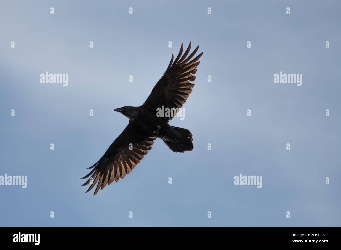 Crow flying high in the blue sky Stock Photo - Alamy