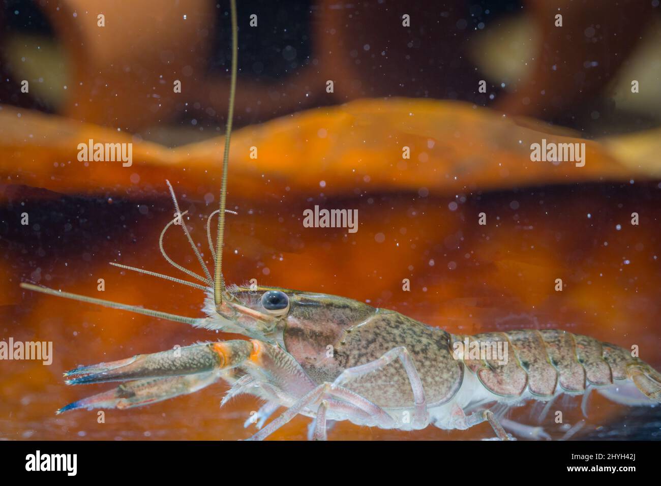 Invertebrate in fish tank hi-res stock photography and images - Alamy